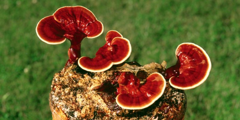 Čudesna Reishi gljiva liječi čak i karcinom? Probajte Imuno Bio kapsule!
